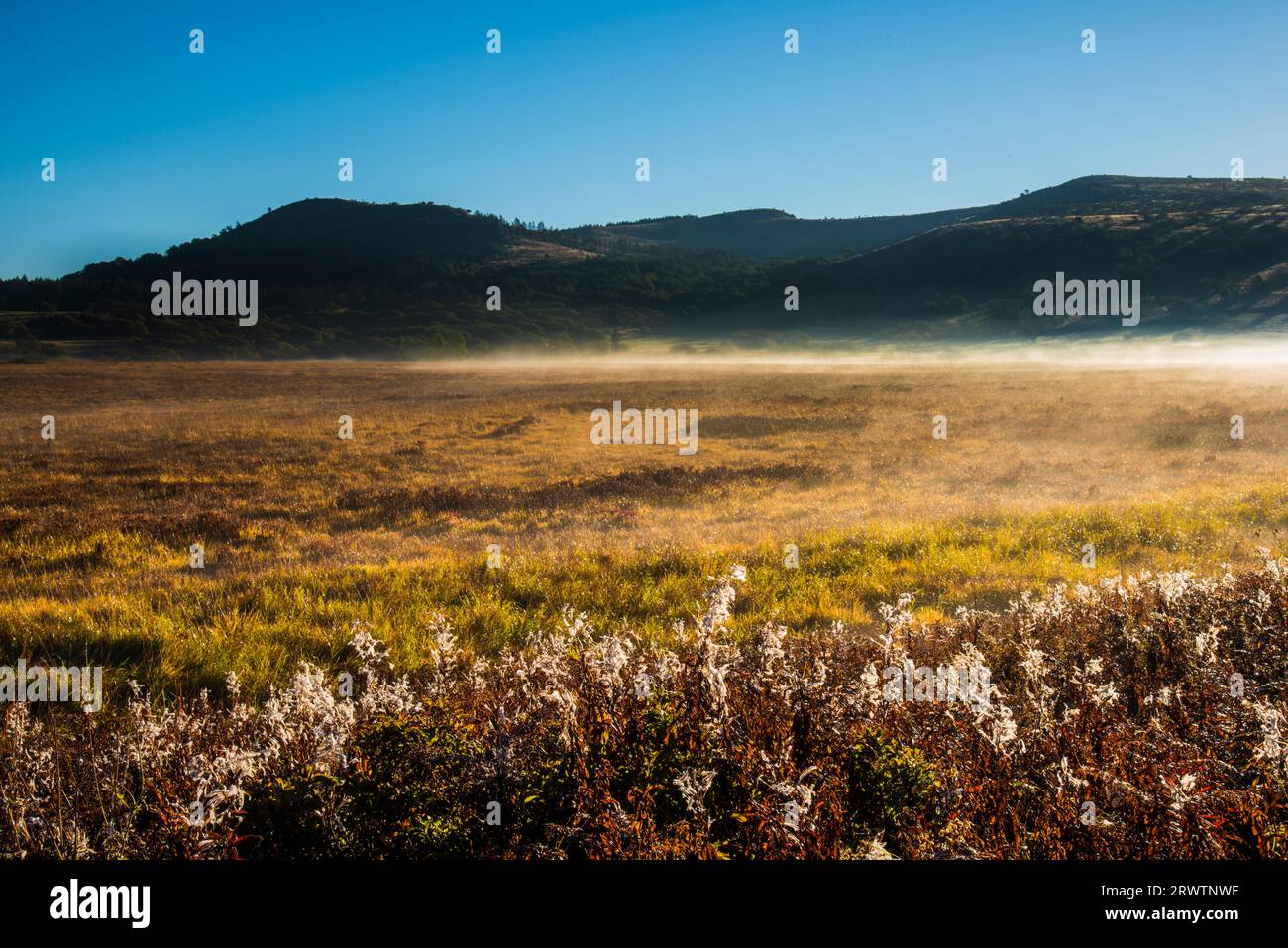 Yashimagahara marshland in autumn with morning mist flowing Stock Photo ...