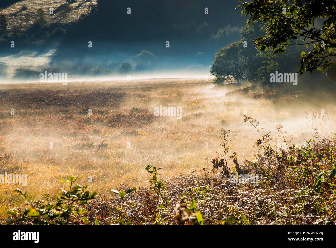 Yashimagahara marshland in autumn with morning mist flowing Stock Photo ...