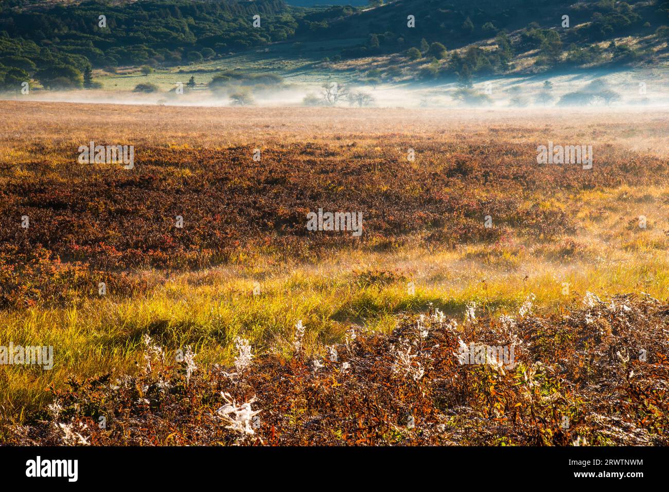 Yashimagahara marshland in autumn with morning mist flowing Stock Photo ...
