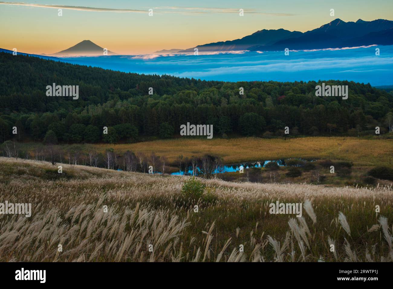 Odoriba wetland hi-res stock photography and images - Alamy
