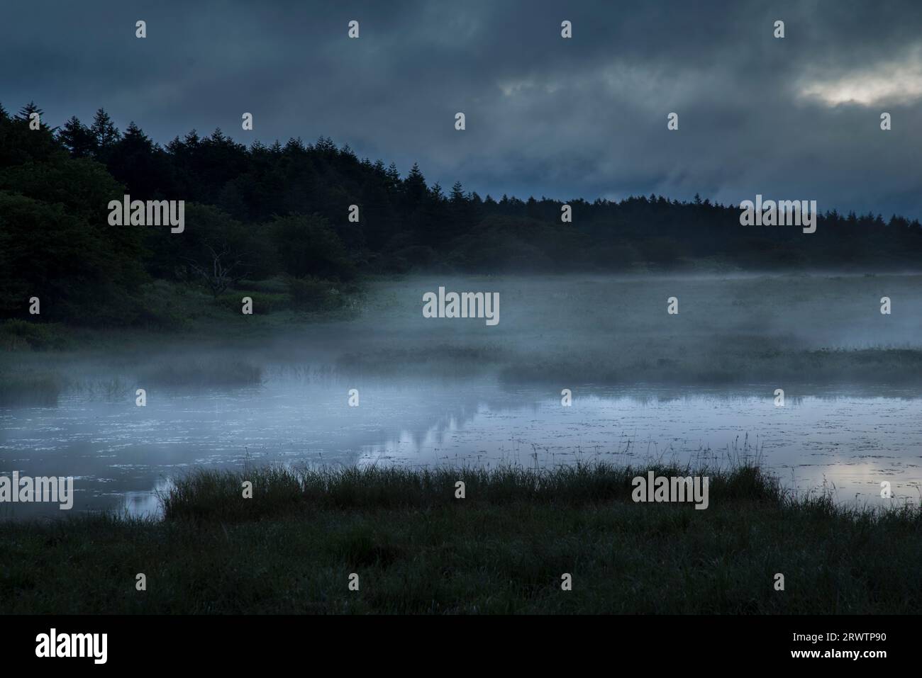 Yashimagahara marshland in morning mist Stock Photo - Alamy