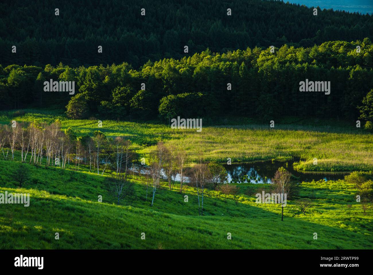 Odoriba wetland hi-res stock photography and images - Alamy