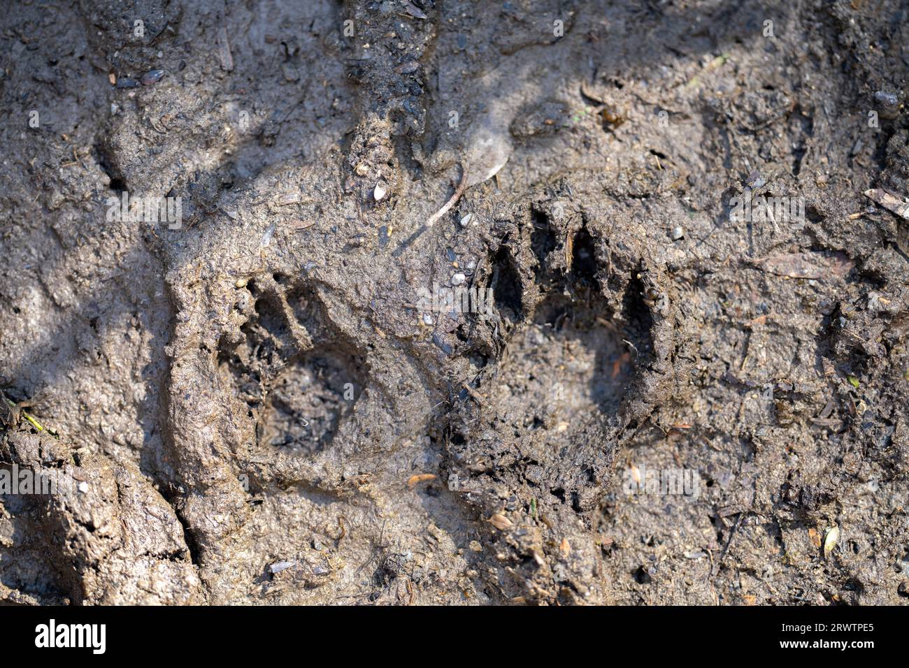 australian native aninal tracks in mud Stock Photo - Alamy