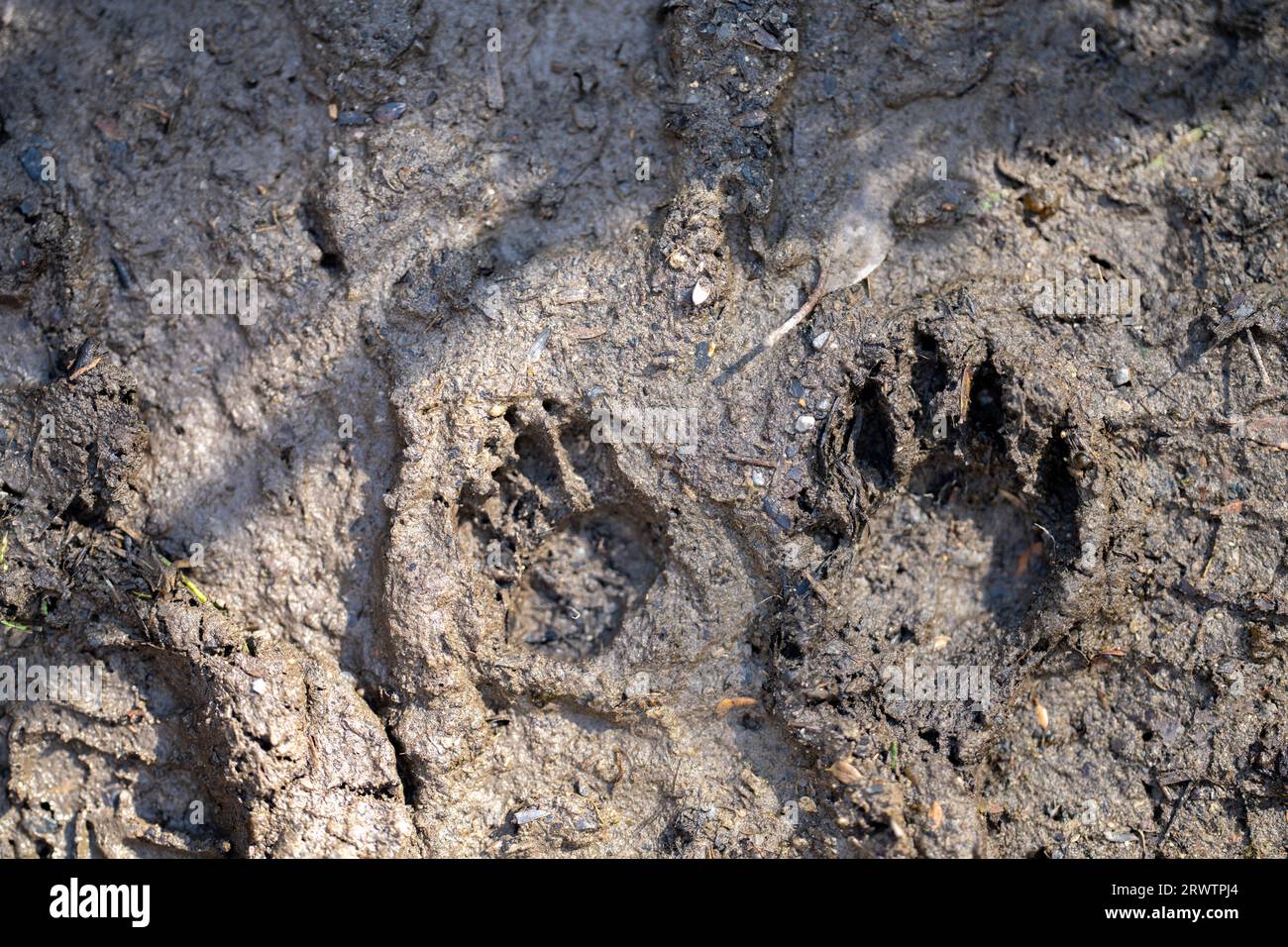 australian native aninal tracks in mud Stock Photo - Alamy