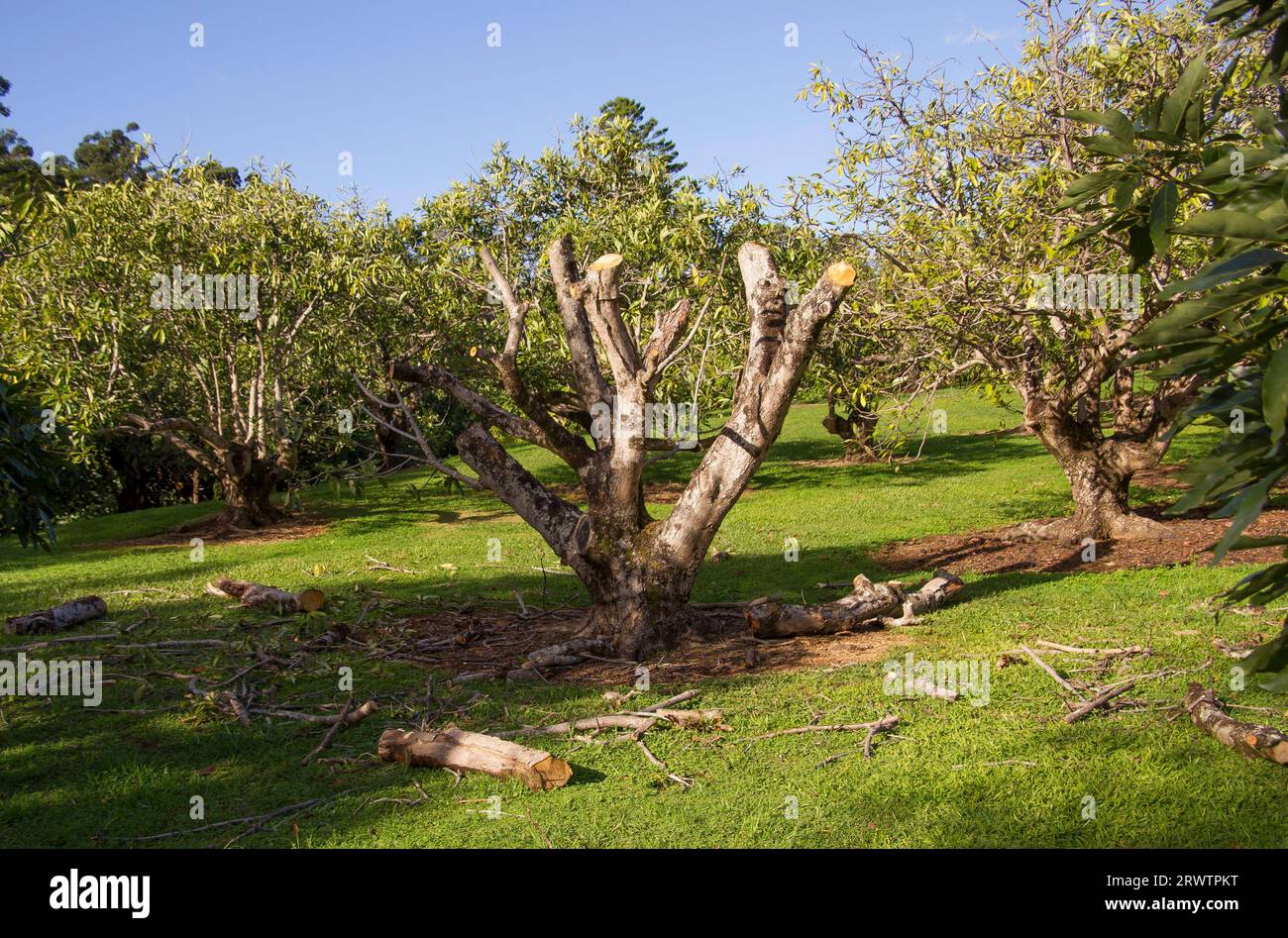 Heavily pruned avocado tree, persea americana, in commercial orchard in ...