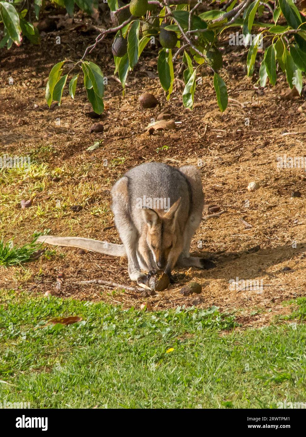 Australian Red-necked wallaby, Macropus rufogriseus, eating and ...