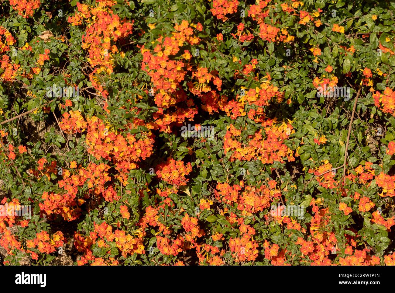 Sunlit side of Marmalade Bush, Streptosolen jamesonii, In Queensland ...