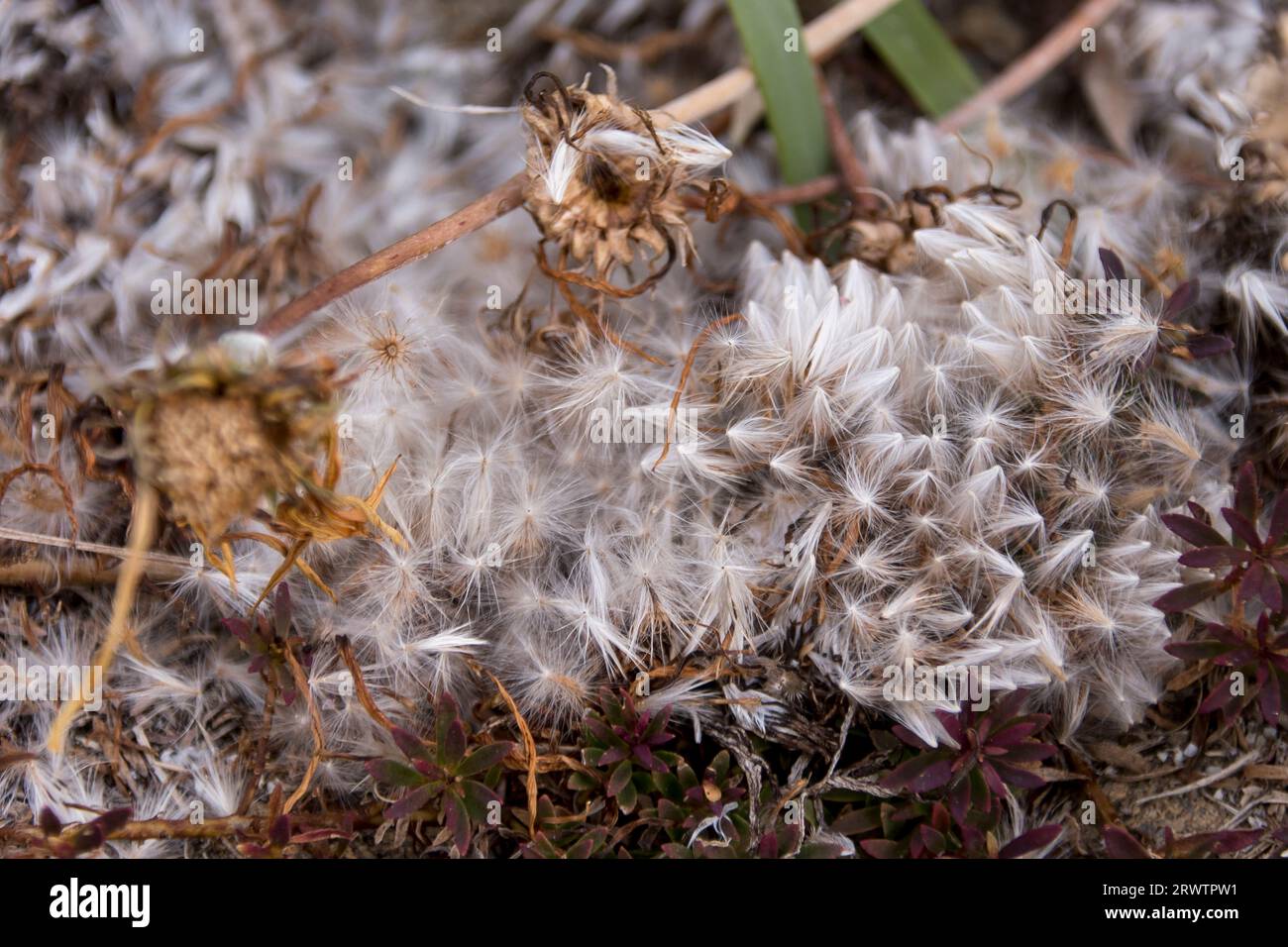 Mass of feathery seeds of Gazania asteraceae dispersing from burst seed ...