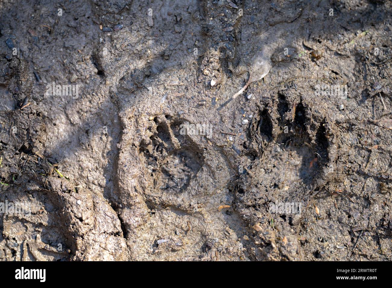 australian native aninal tracks in mud Stock Photo - Alamy