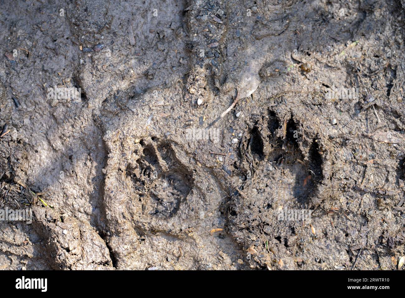 australian native aninal tracks in mud Stock Photo - Alamy