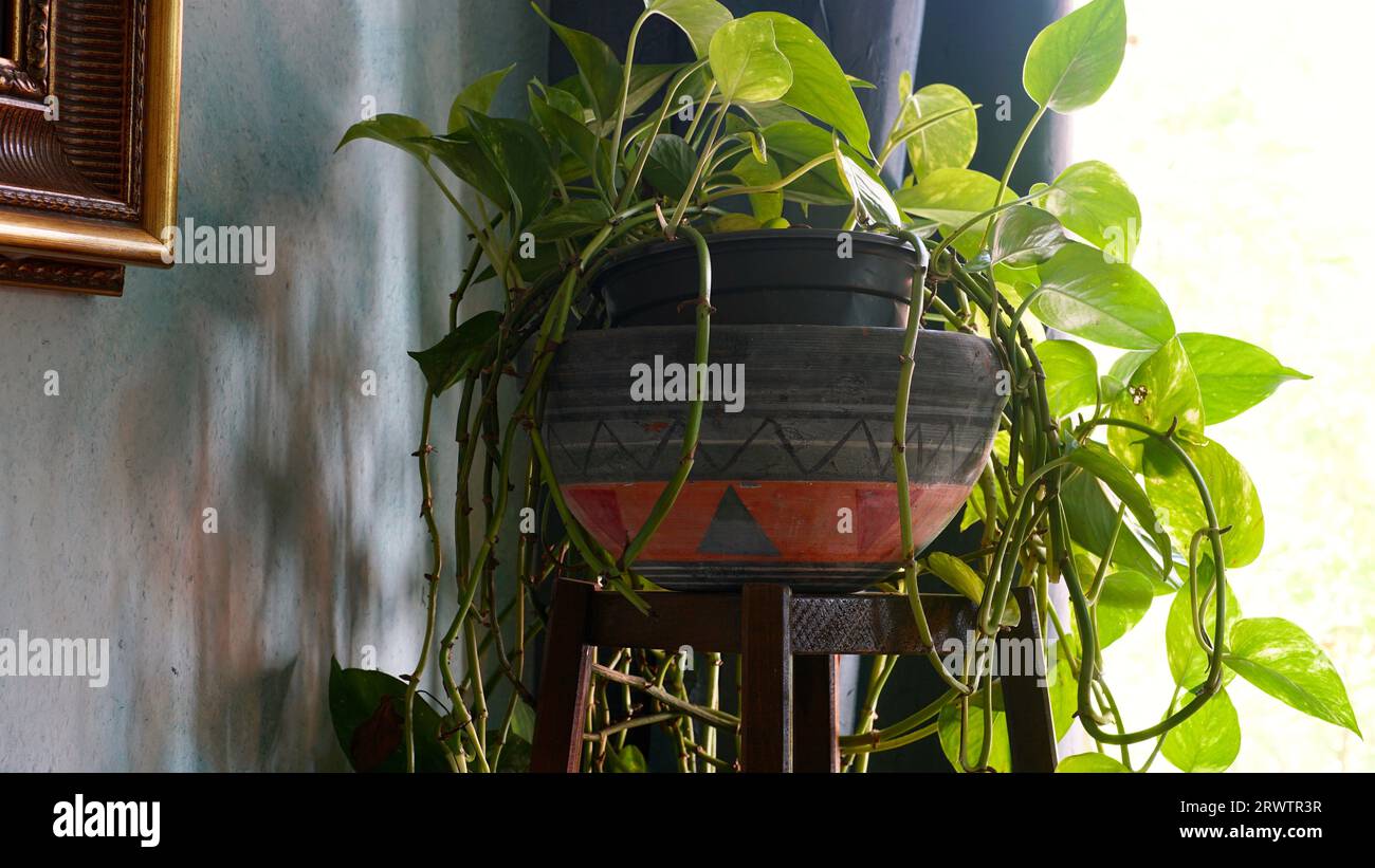 Ivy arum hi-res stock photography and images - Alamy