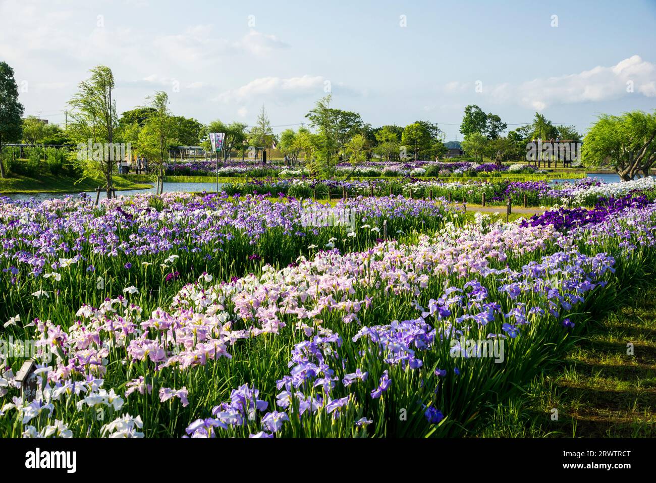 Suigo Sawara Iris Park Stock Photo - Alamy