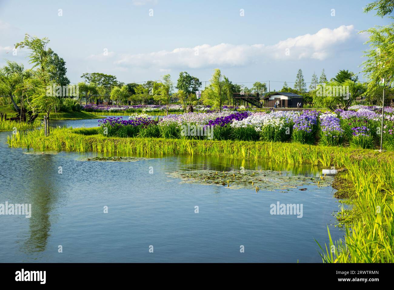 Suigo Sawara Iris Park Stock Photo - Alamy