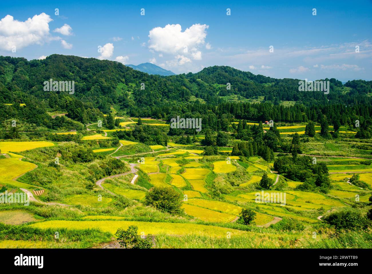 Terraced rice paddies of Hoshitoge in full harvest Stock Photo - Alamy
