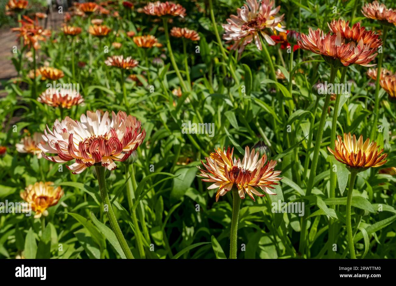 Calendula officinalis english marigold flowers hi-res stock photography ...