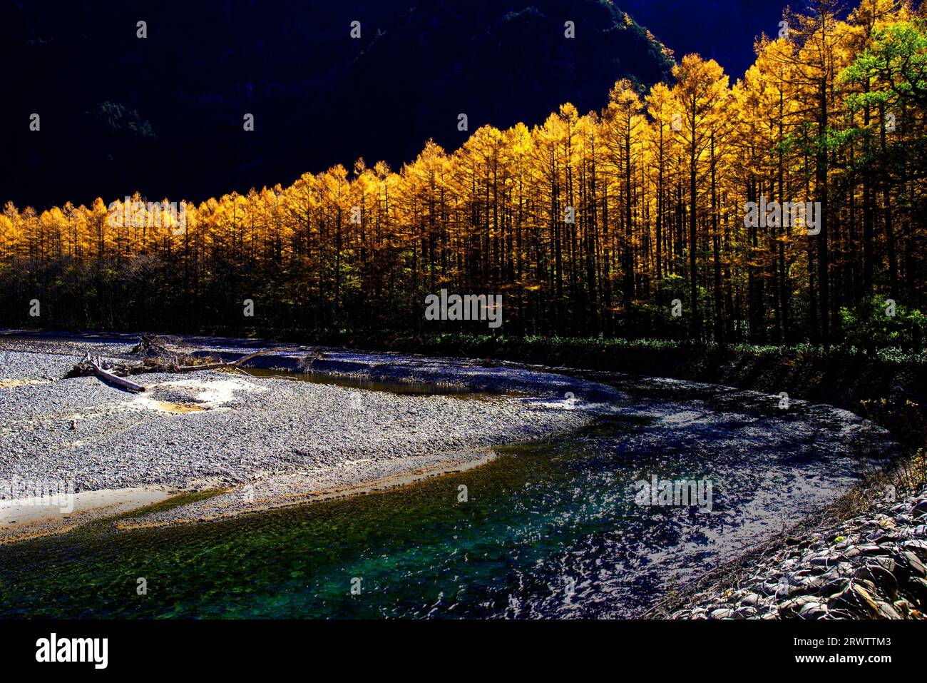 Azusa River and golden yellow leaves of Japanese larch in Kamikochi ...