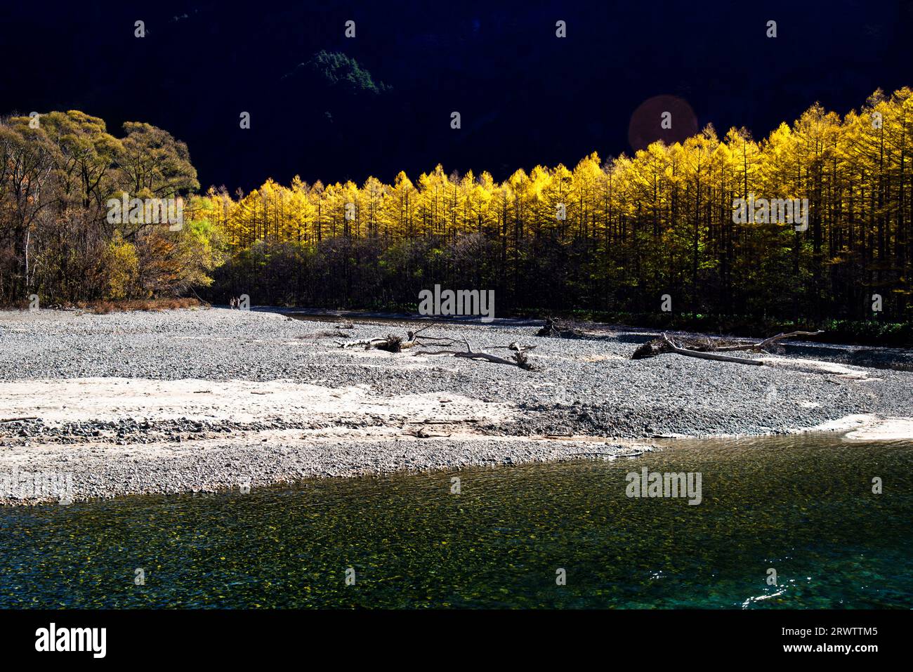 Yellow leaves of Japanese larch and Azusa River in Kamikochi Stock ...