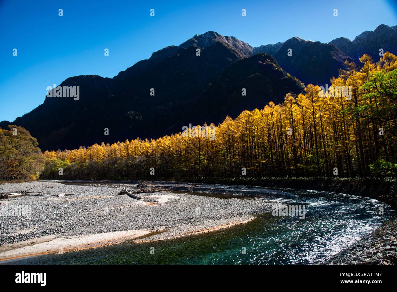 Azusa River and golden yellow leaves of Japanese larch in Kamikochi ...
