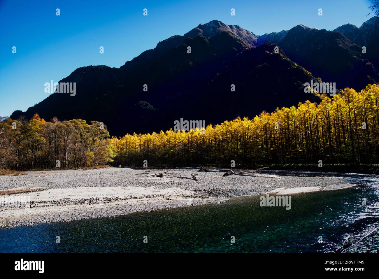 Azusa River and golden yellow leaves of Japanese larch in Kamikochi ...