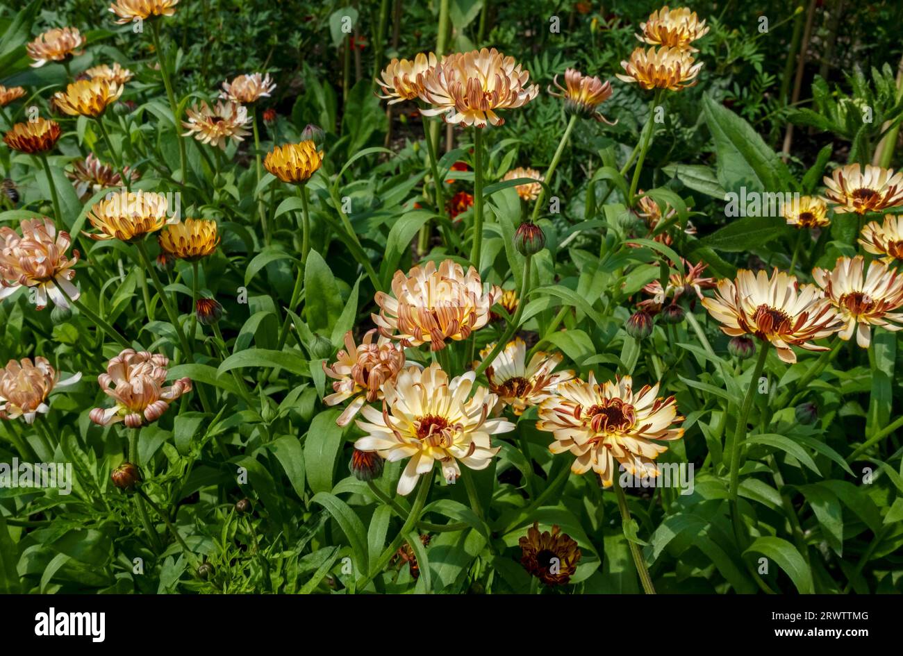Calendula officinalis english marigold flowers hi-res stock photography ...