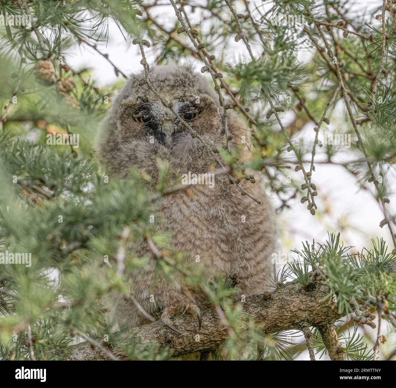 Fluffiest owls hi-res stock photography and images - Alamy