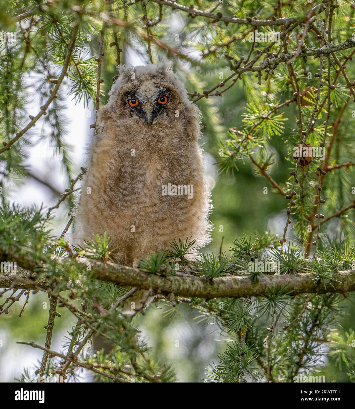 Bright eyes following Neil. LANCASHIRE, UK: CUDDLIEST IMAGES of fluff ...
