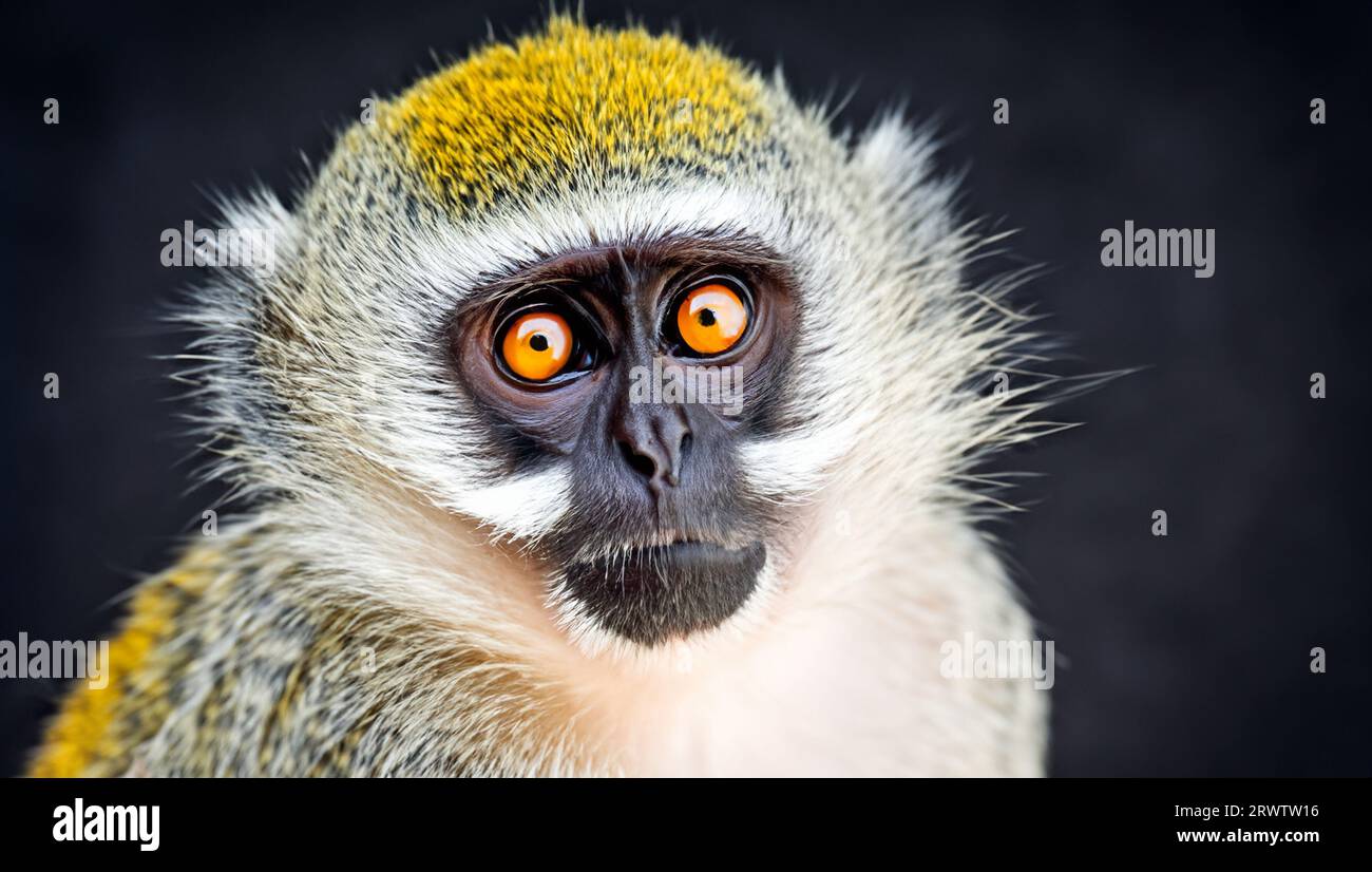 High Detail, Medium Portrait Photo, An vervet monkey on black ...