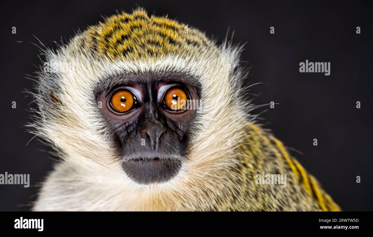 High Detail, Medium Portrait Photo, An vervet monkey on black ...