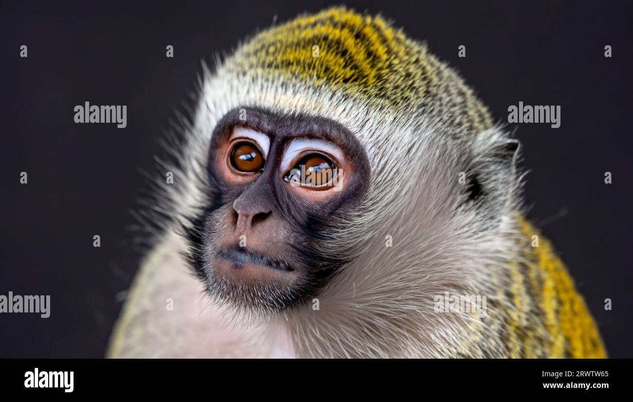 High Detail, Medium Portrait Photo, An vervet monkey on black ...