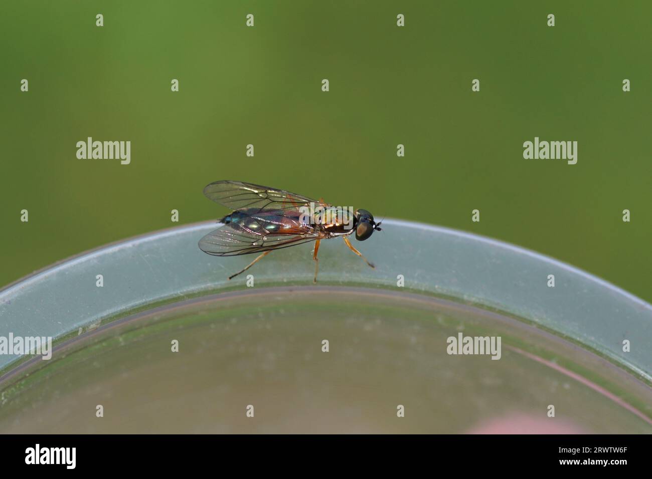 Closeup female Twin-spot Centurion Soldier Fly (Sargus bipunctatus ...