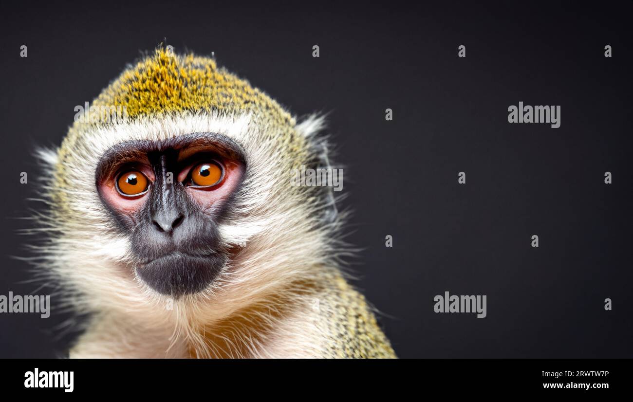 High Detail, Medium Portrait Photo, An vervet monkey on black ...