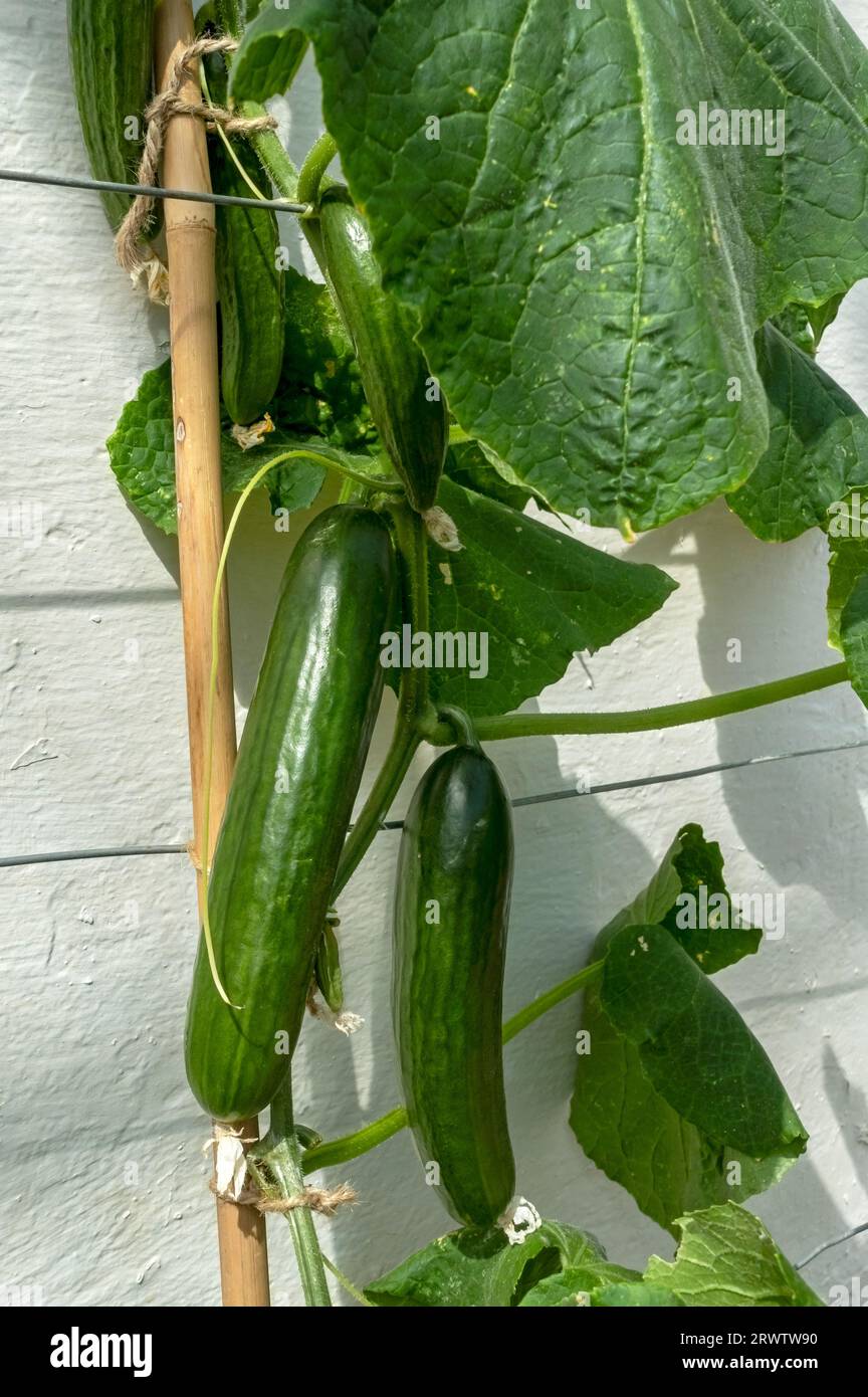 Close up organic cucumbers growing hi-res stock photography and images ...