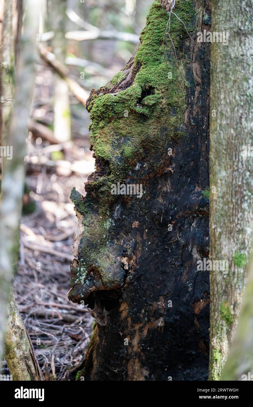 Tasmanian hardwood hi-res stock photography and images - Alamy