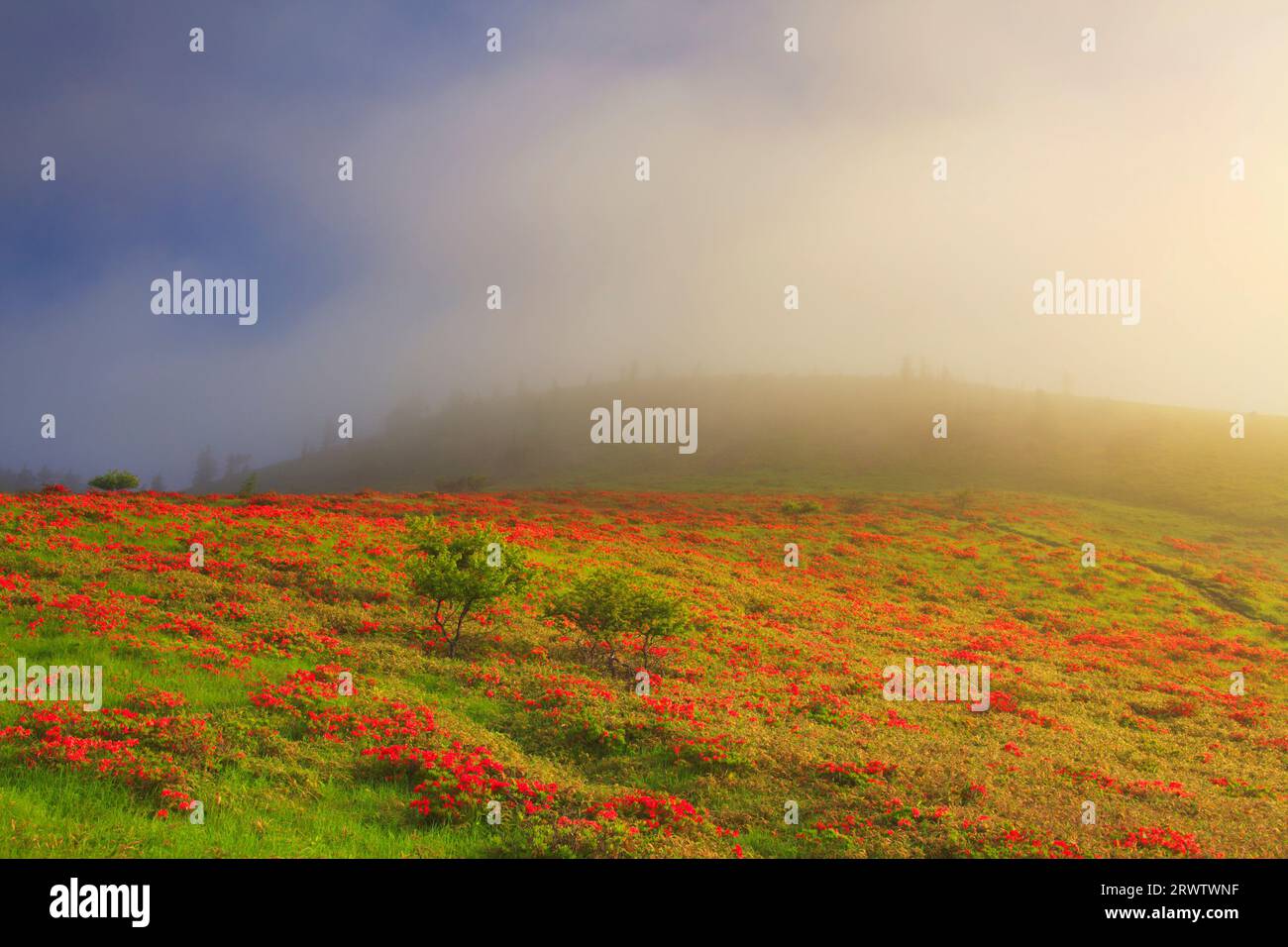 Renge-tsutsuji and morning mist on Takeishi-mine Stock Photo - Alamy