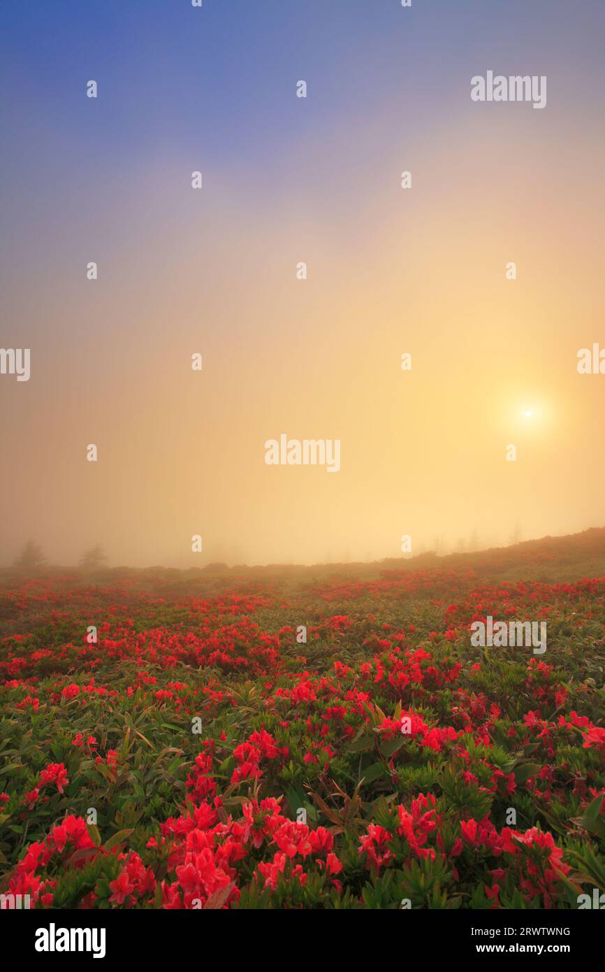 Takeshimine hi-res stock photography and images - Alamy