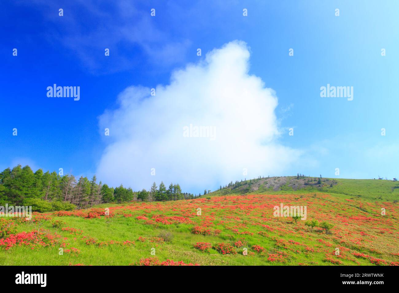 Takeshimine hi-res stock photography and images - Alamy