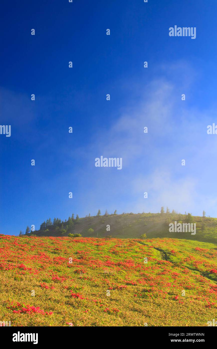 Takeshimine hi-res stock photography and images - Alamy