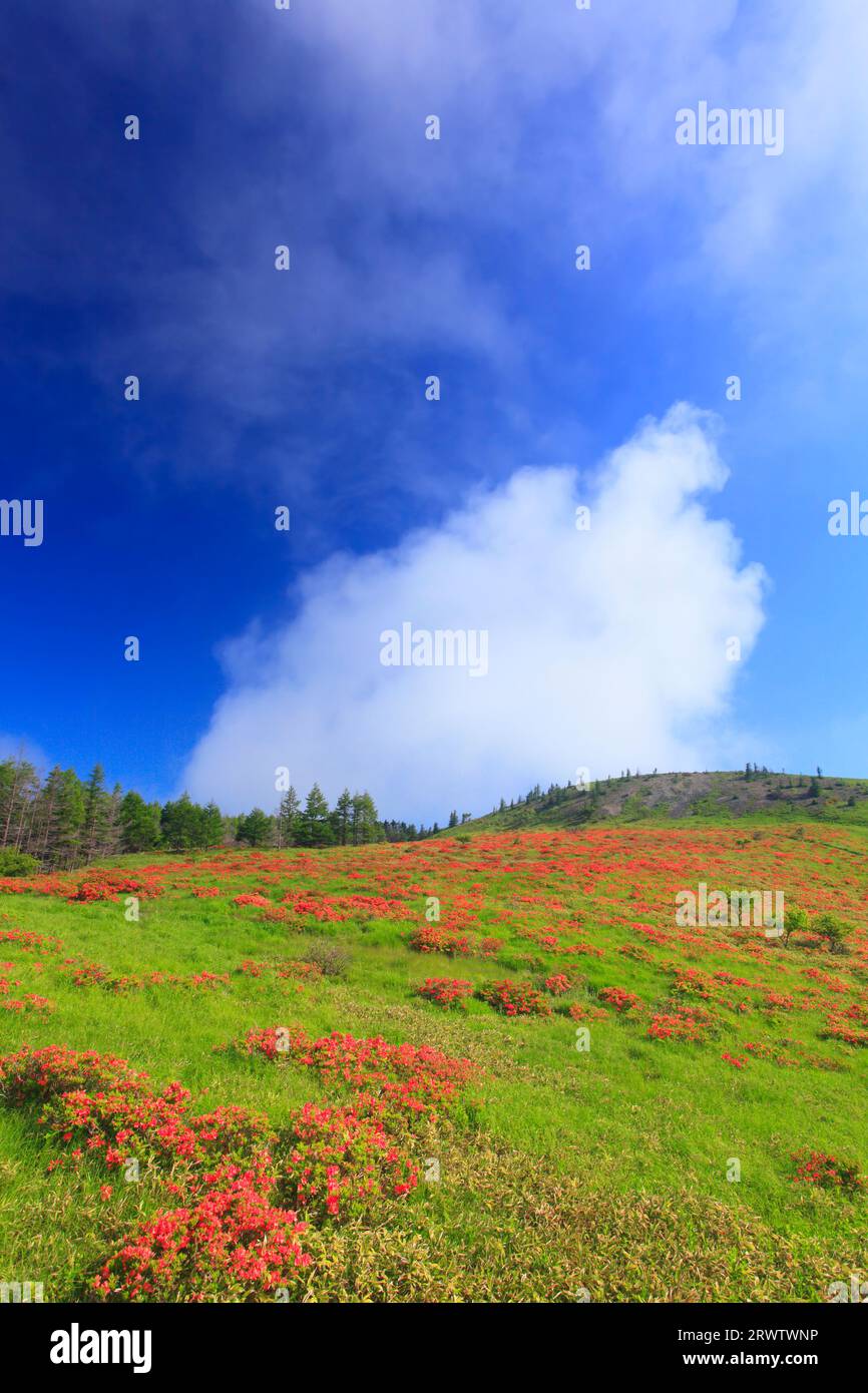 Takeshimine hi-res stock photography and images - Alamy