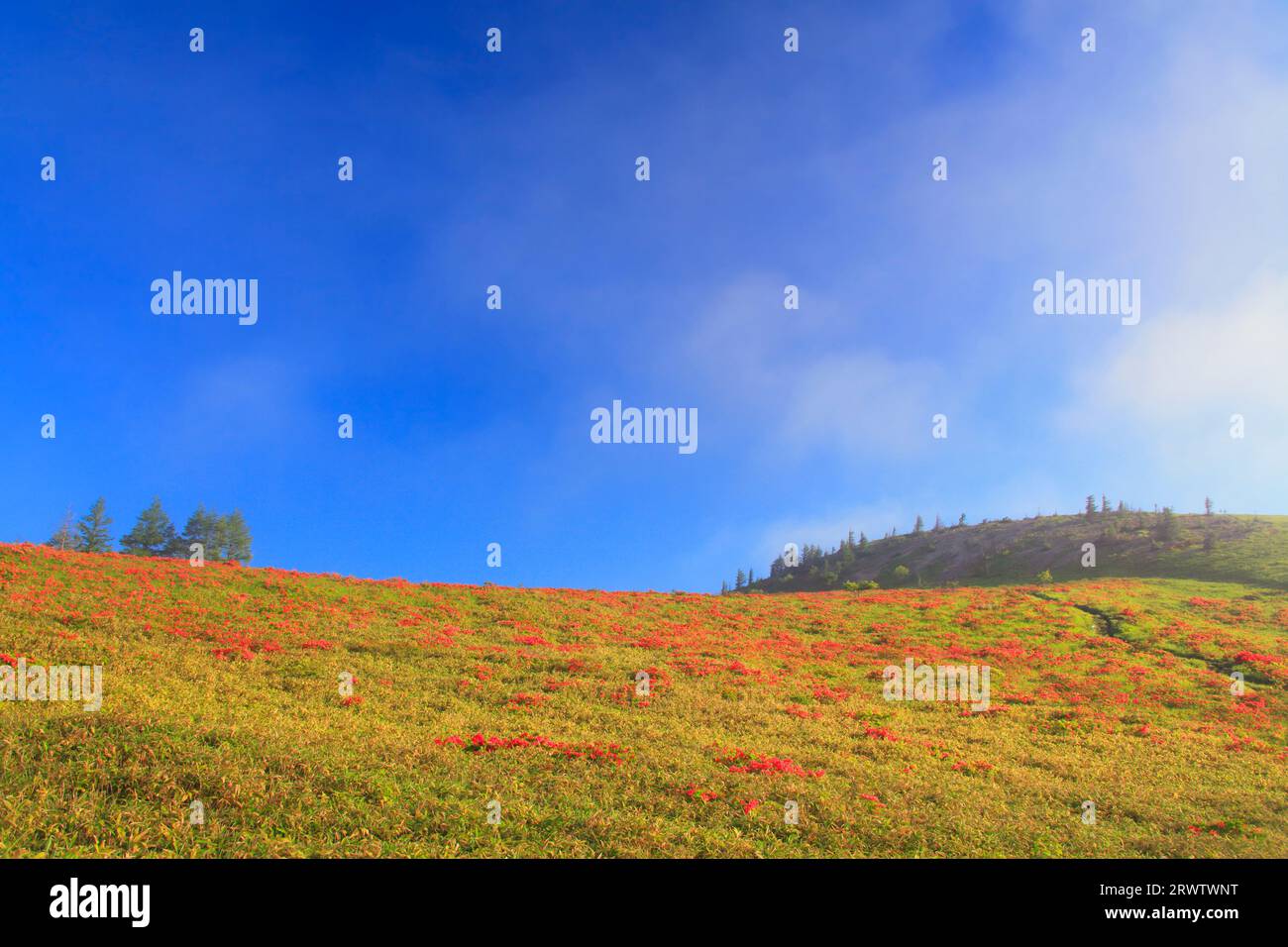 Takeshimine hi-res stock photography and images - Alamy