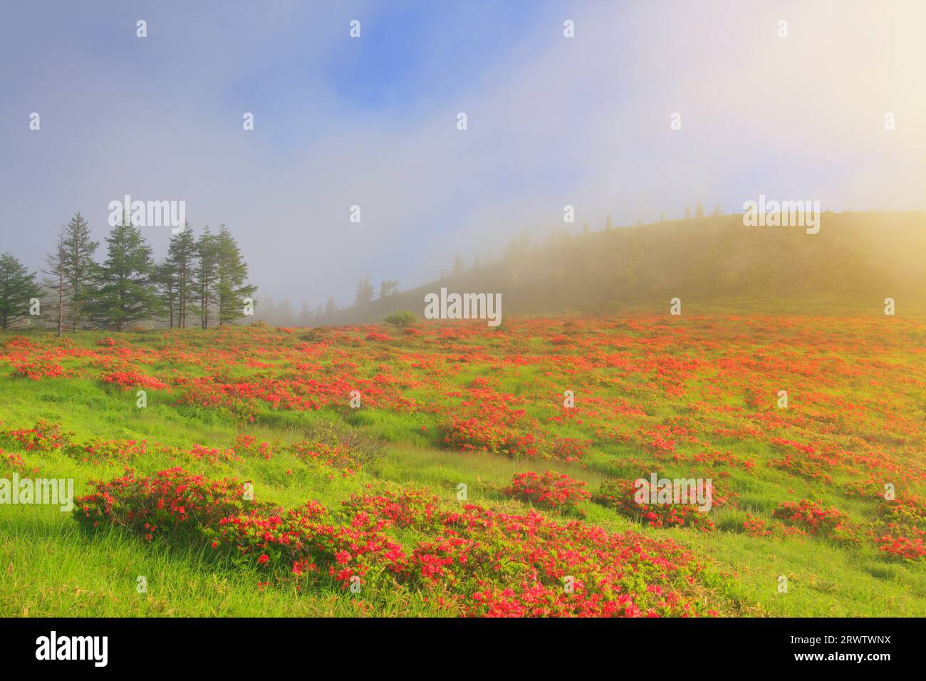 Takeshimine hi-res stock photography and images - Alamy