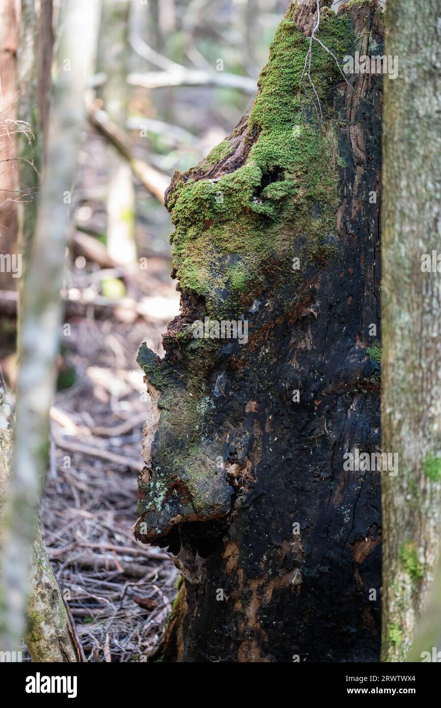 old log in a forest Tasmania in the bush Stock Photo - Alamy