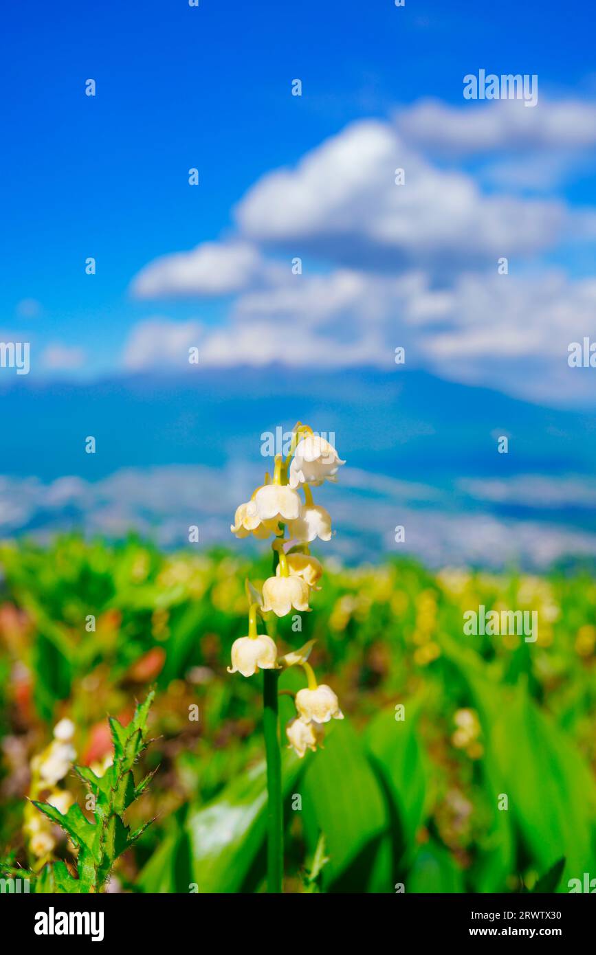 German lily flowers and the Yatsugatake Mountains Stock Photo - Alamy