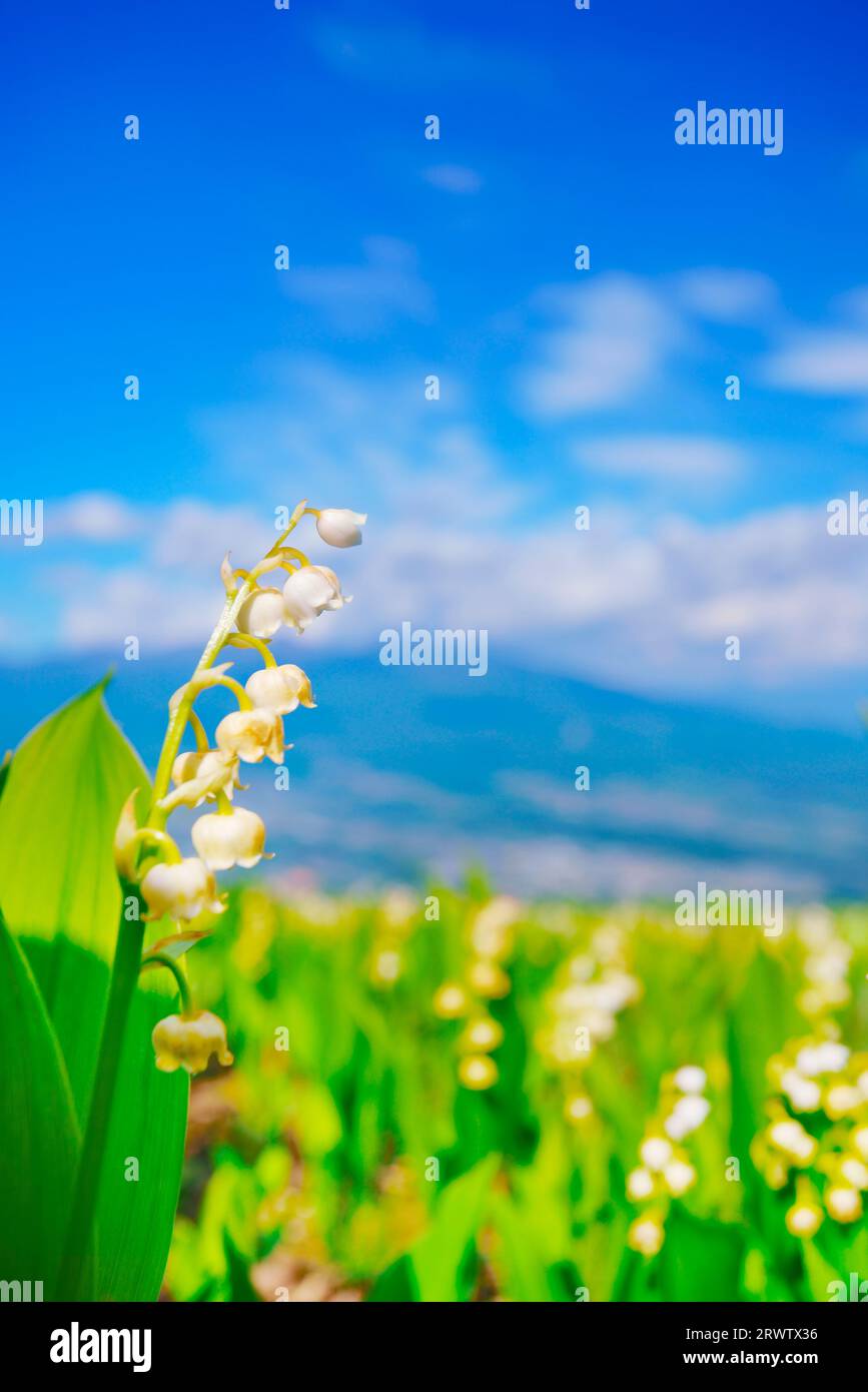German lily flowers and the Yatsugatake Mountains Stock Photo - Alamy