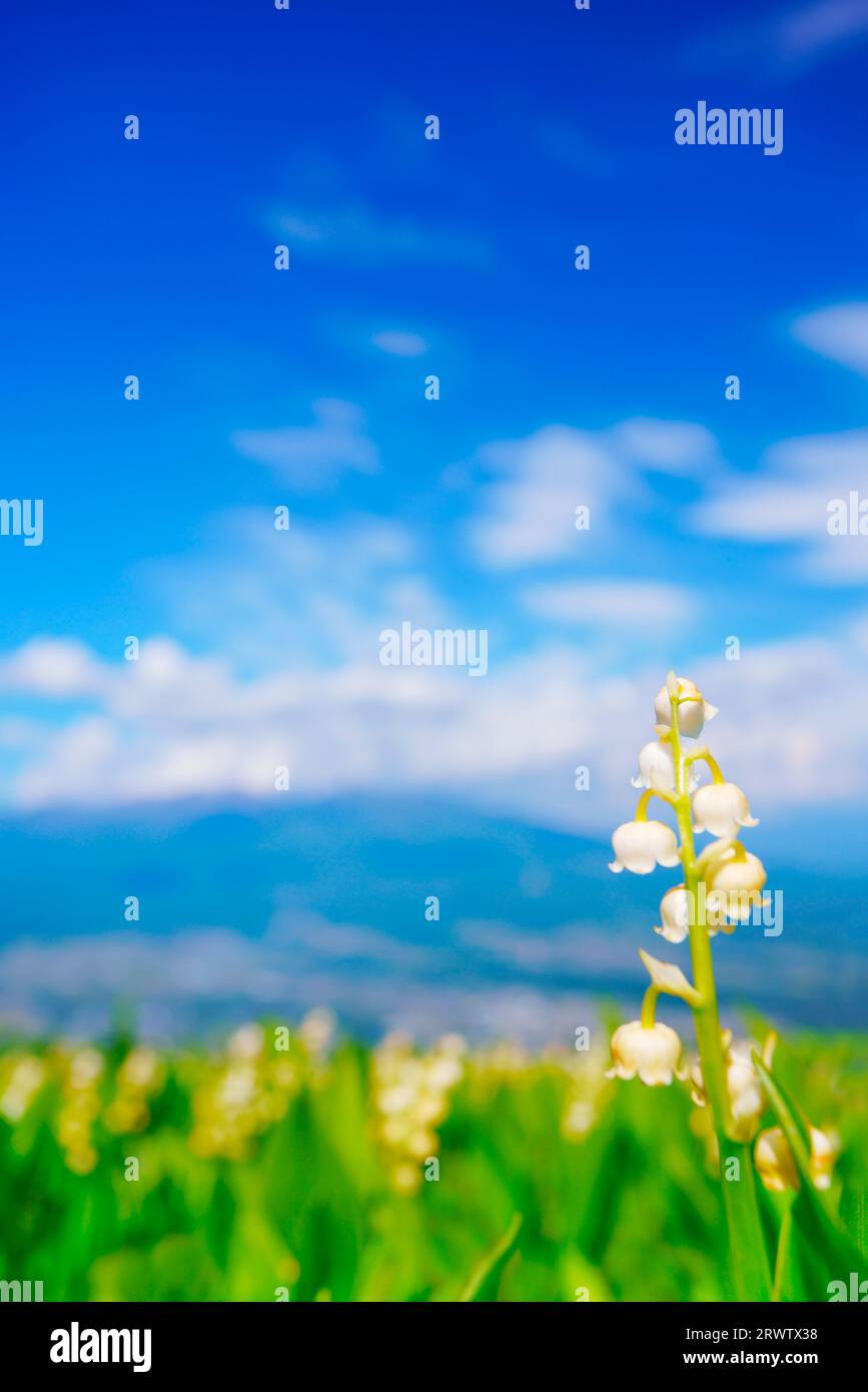 German lily flowers and the Yatsugatake Mountains Stock Photo - Alamy