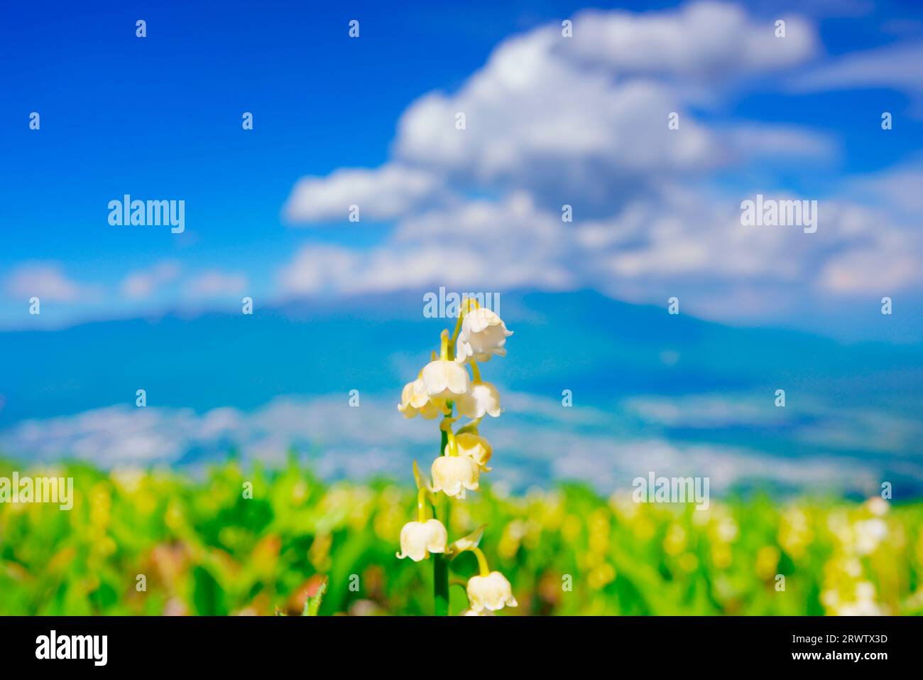 German lily flowers and the Yatsugatake Mountains Stock Photo - Alamy