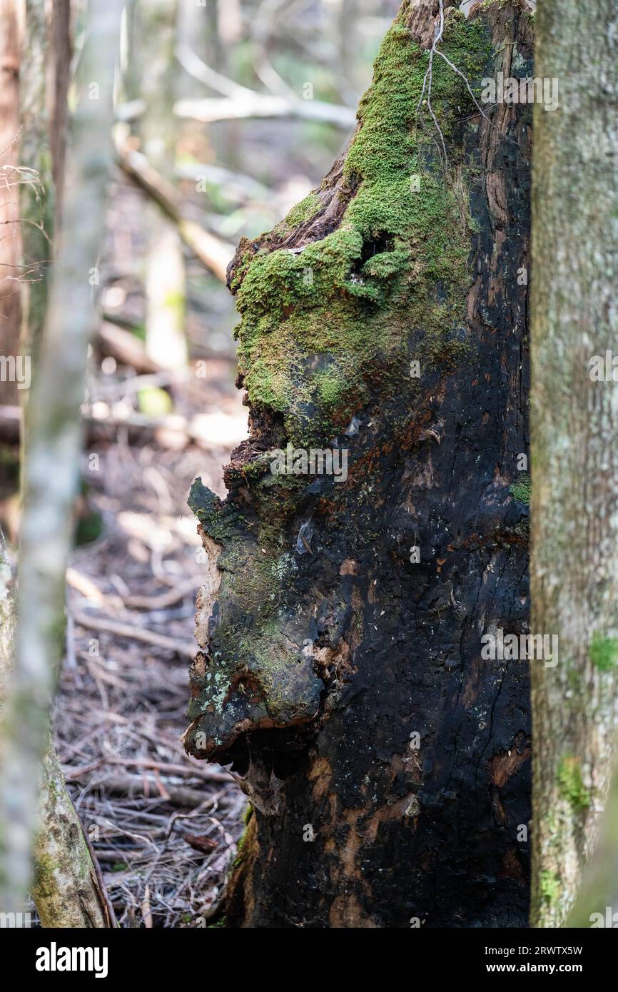 Tasmanian hardwood hi-res stock photography and images - Alamy