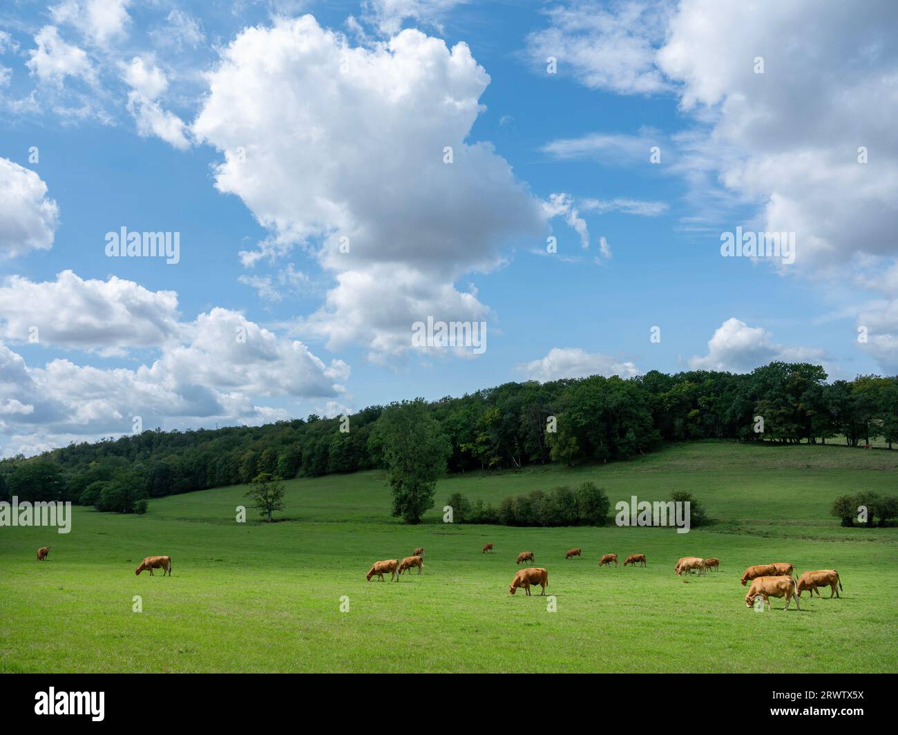 countryside in french lorraine with brown cows and forest Stock Photo ...