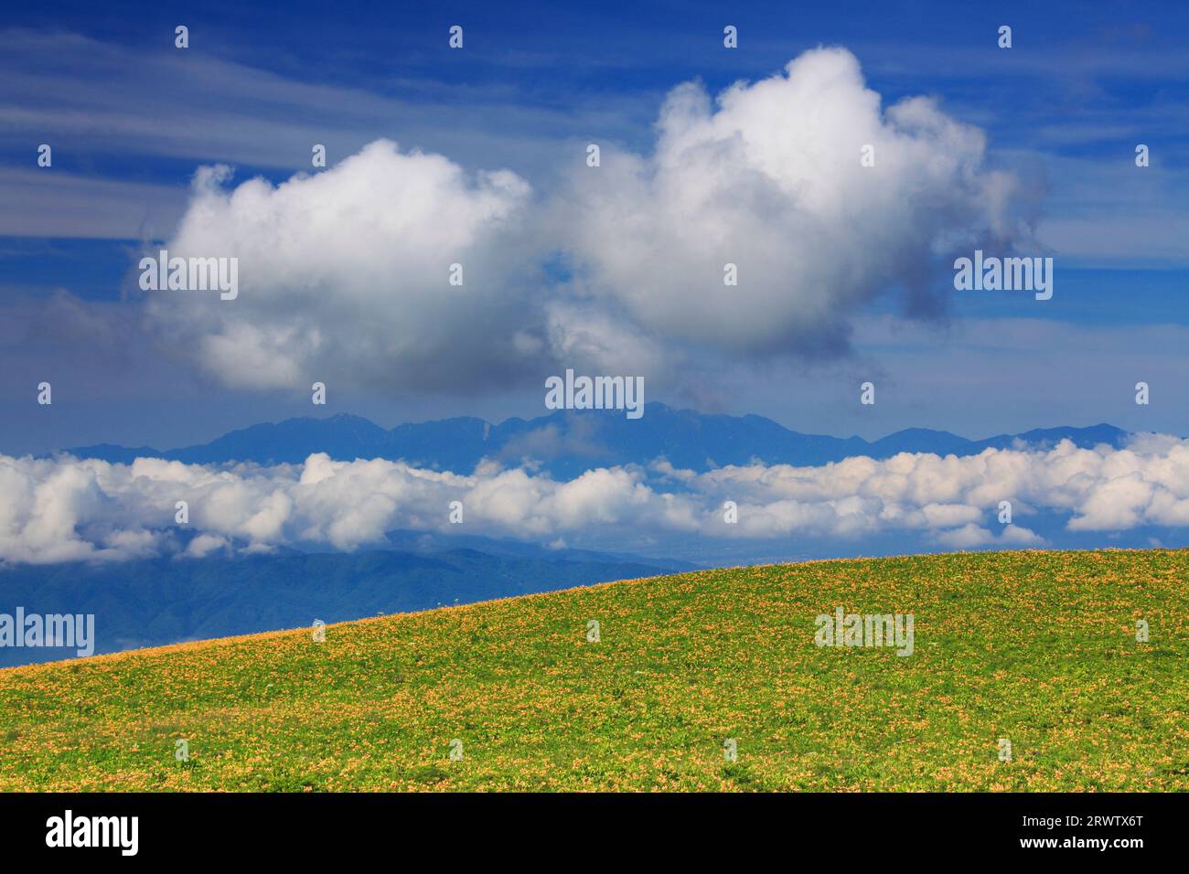 Nikkoh sedge, Mt. Kisokomagatake, and other peaks in the Central Alps ...