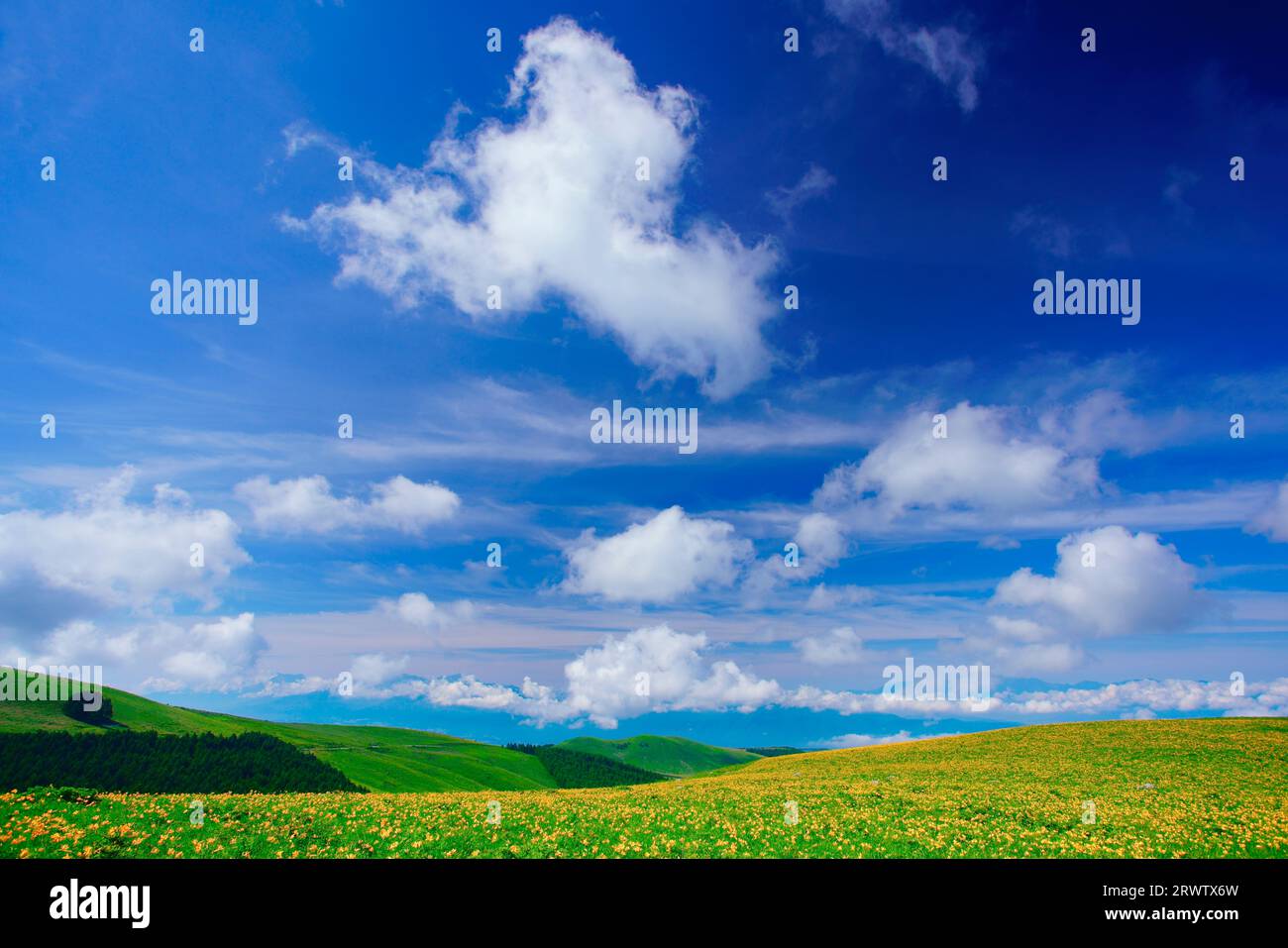 Nikkoh sedge and cirrus cloud Stock Photo - Alamy