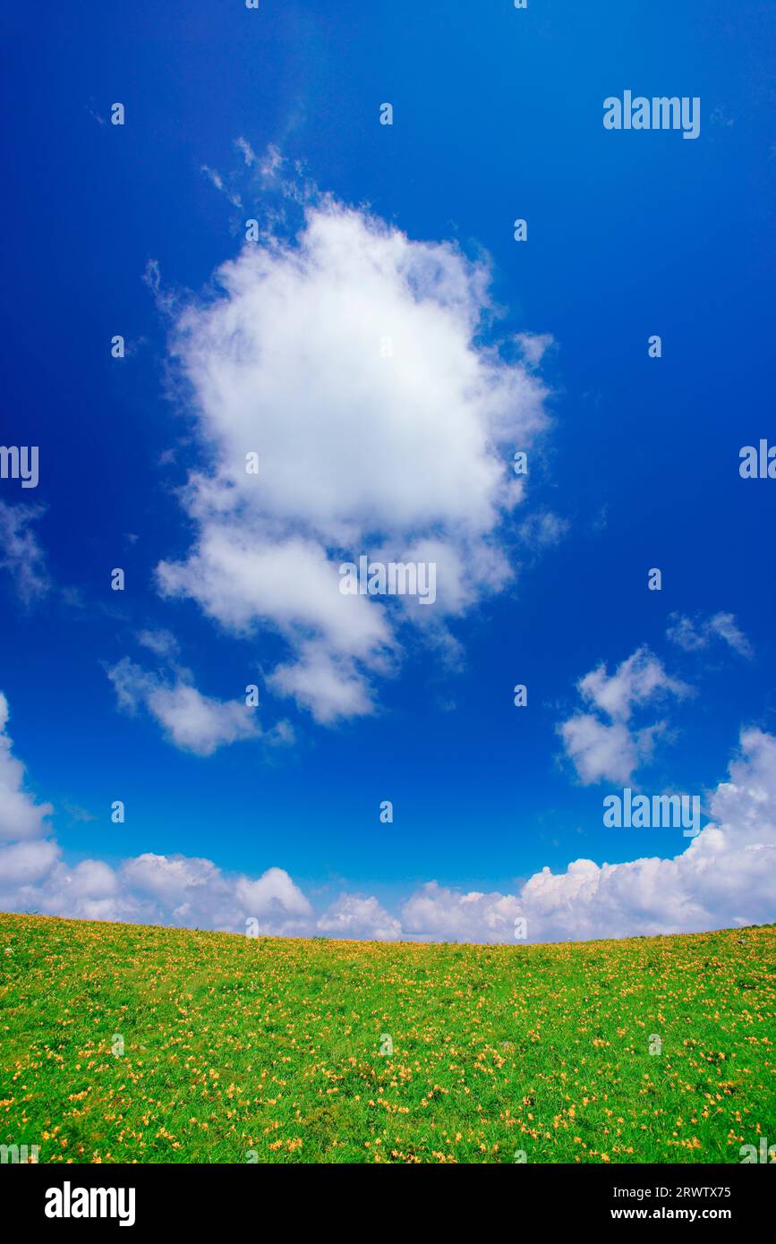 Nikkoh sedge and cirrus cloud Stock Photo - Alamy